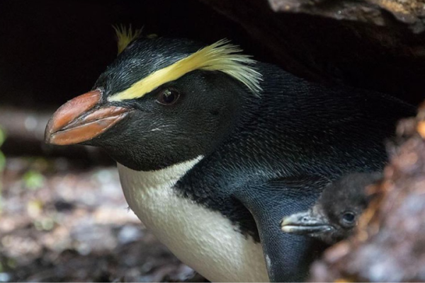 Top Most Unique Species of Penguin with Yellow Hair